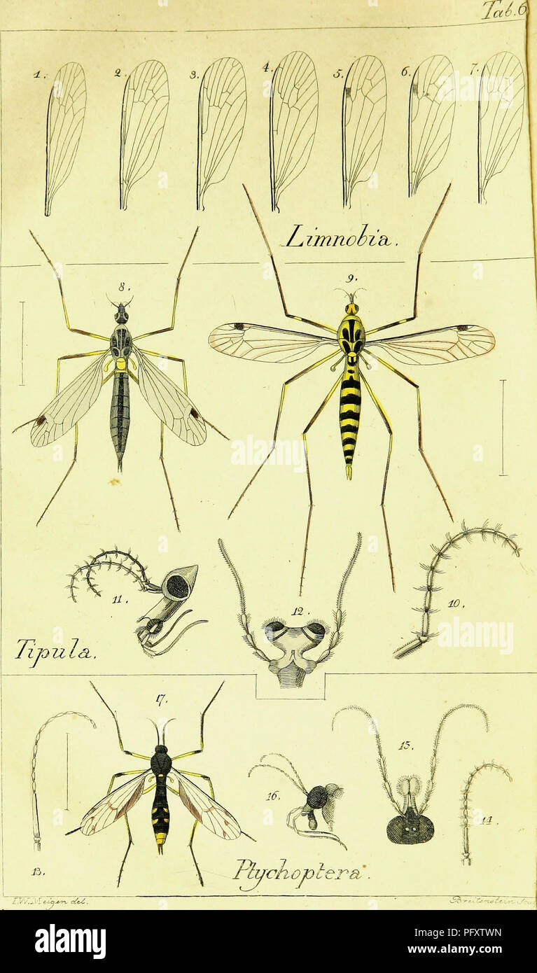 This text provides a systematic description of known European two ...