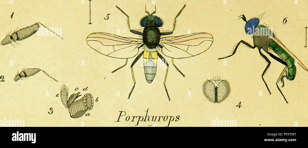 This work systematically describes the known European dipteran insects ...