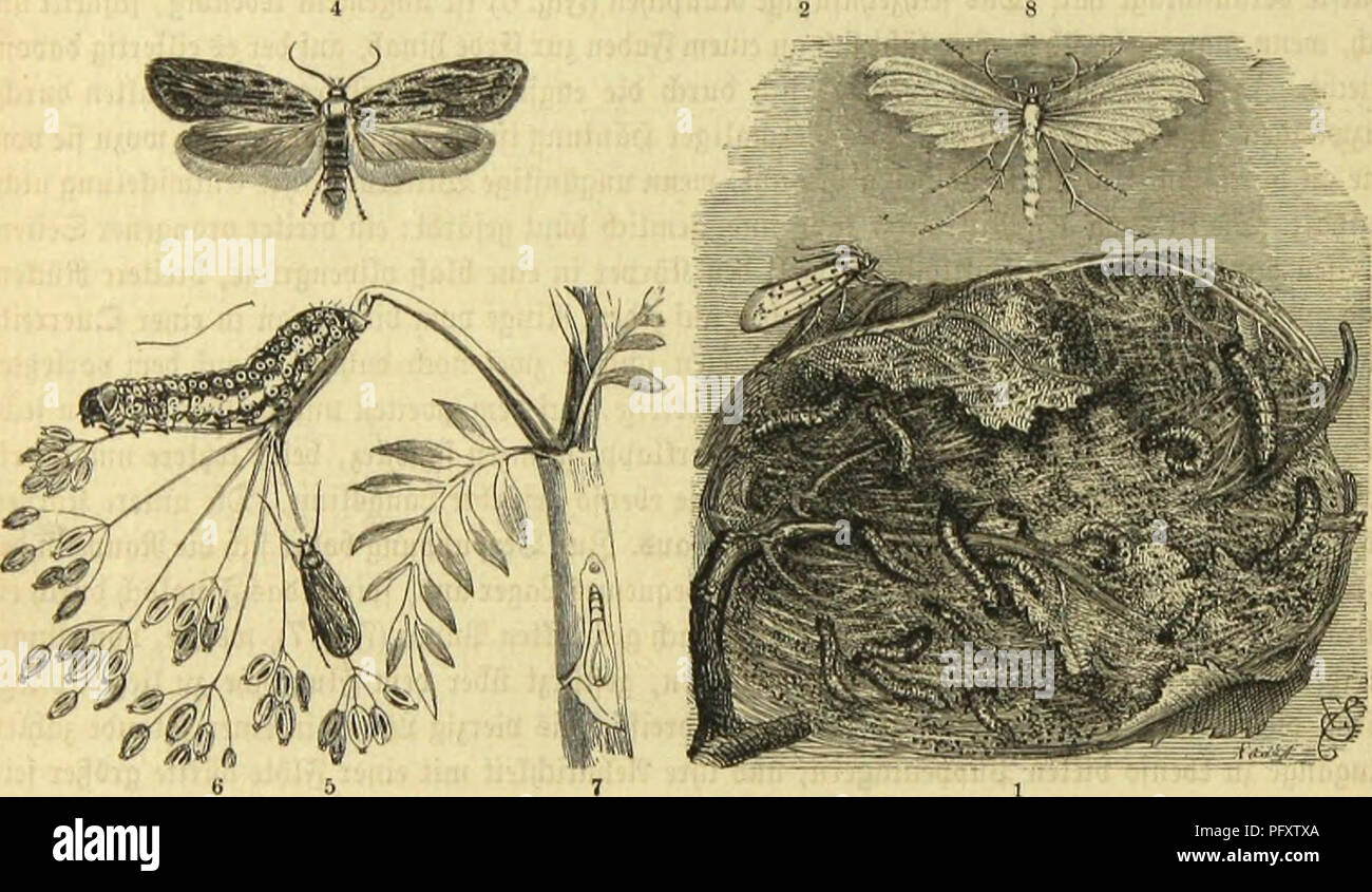 This work focuses on insects, millipedes, and spiders, detailing their ...