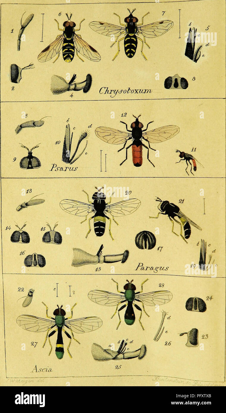 A systematic description of known European two-winged insects (Diptera ...