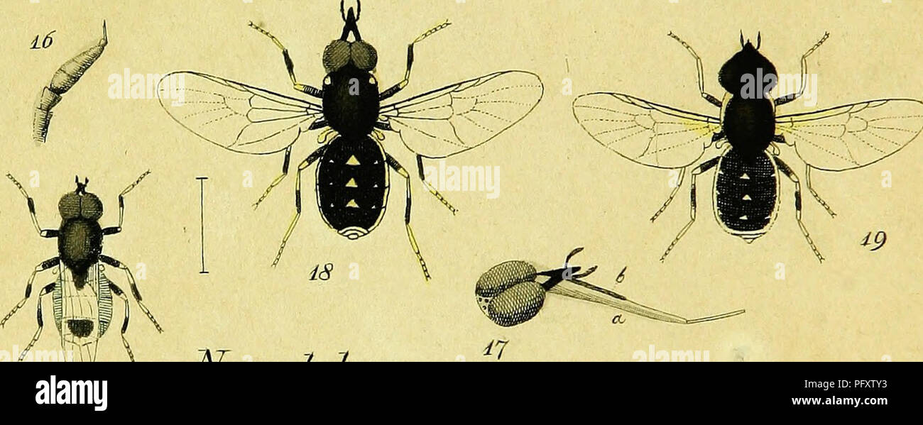 Johann Meigen’s systematic description of European two-winged insects ...