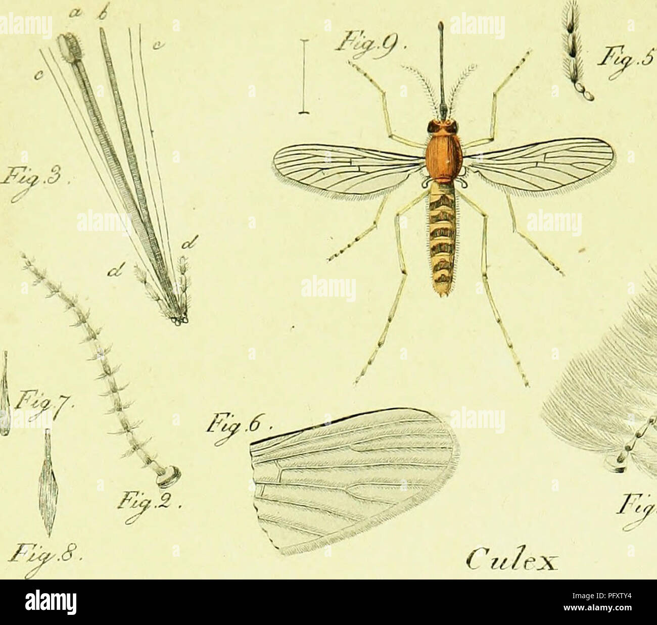 This systematic description covers the known two-winged insects ...