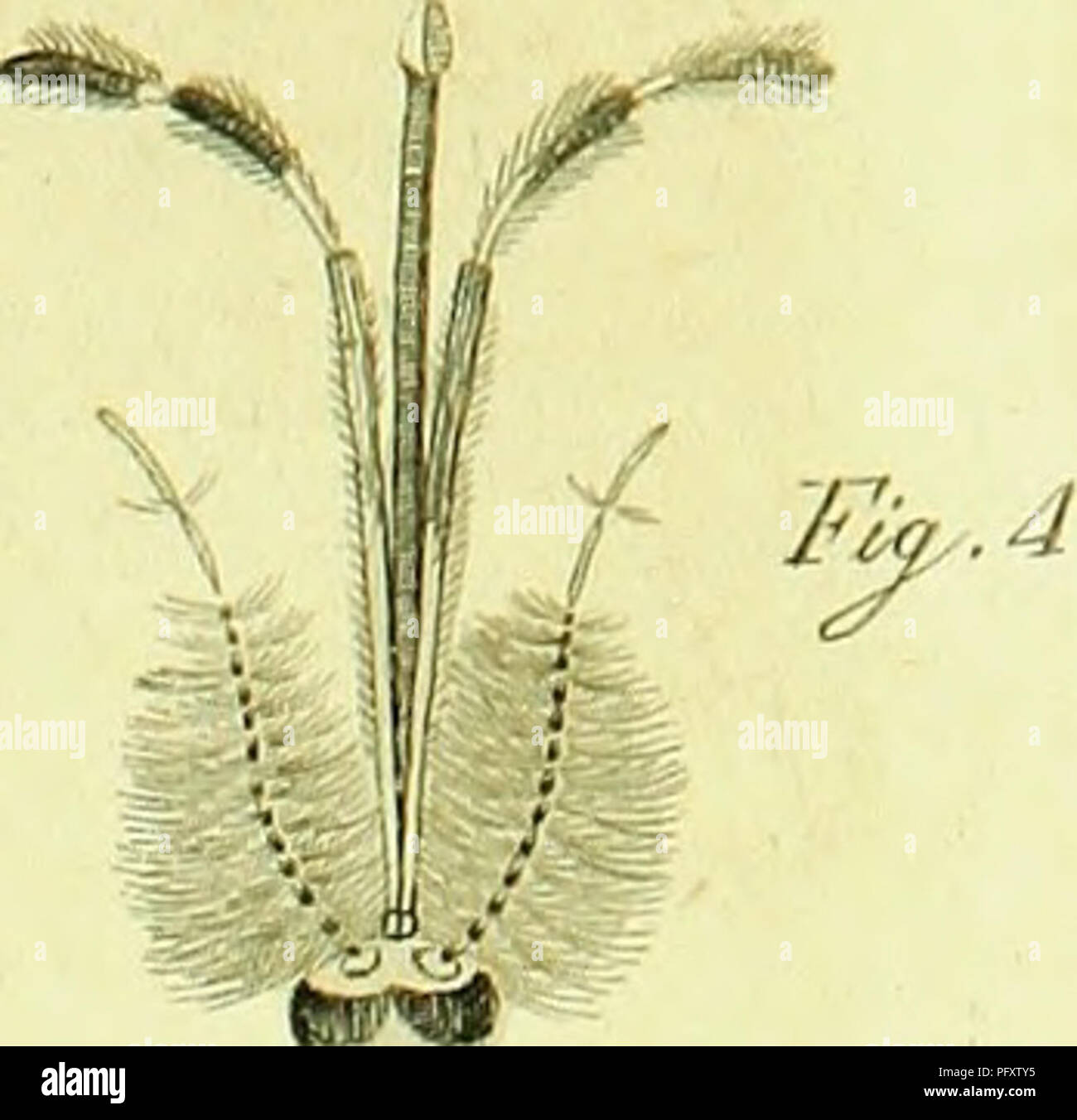 This work offers a systematic description of known European two-winged ...