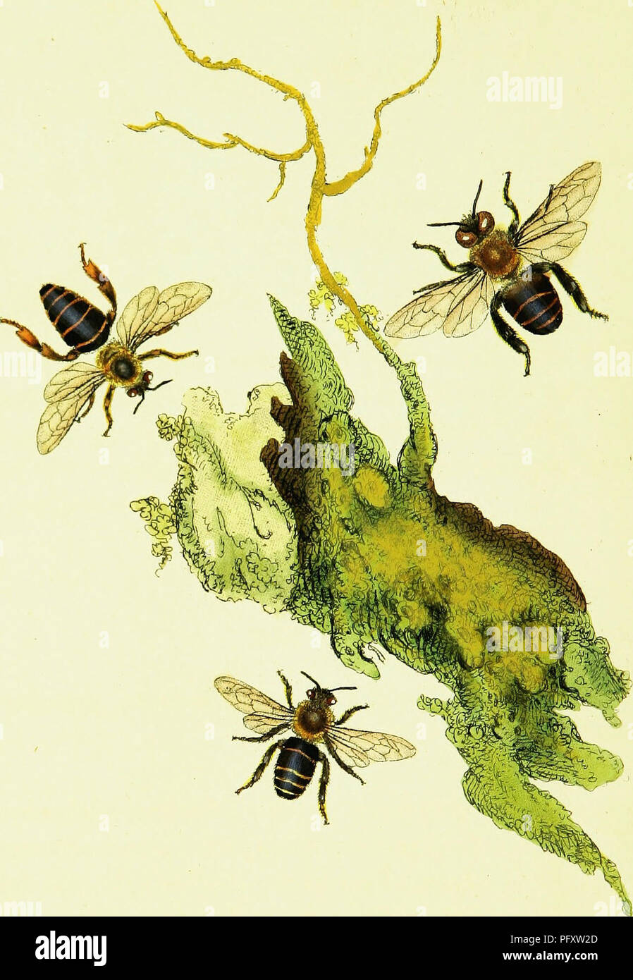 This book covers the life cycle and behaviors of British insects ...