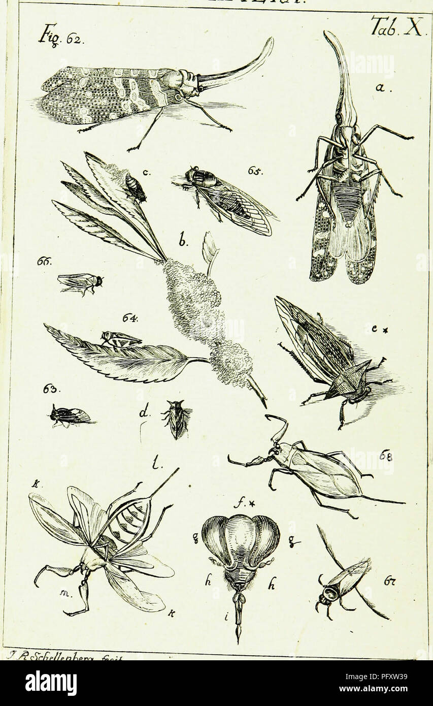 *Die Kennzeichen der Insekten* by Johann Heinrich Sulzer provides a ...