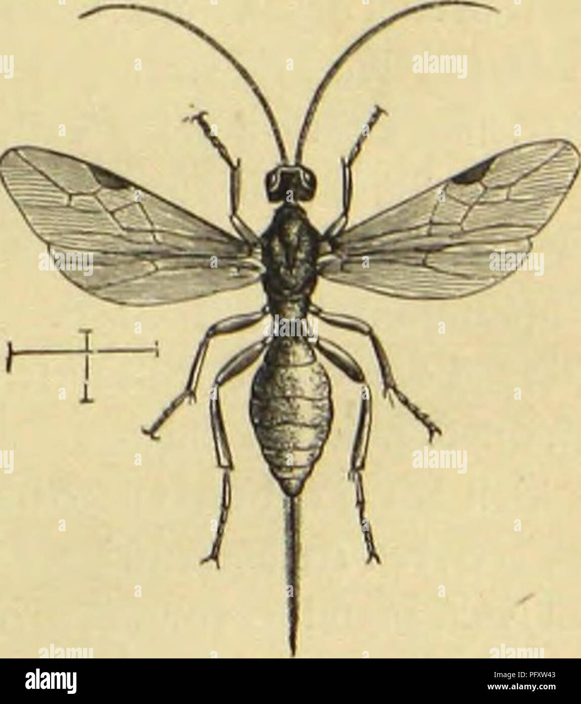 This entry from *Die Insekten* discusses the identification and ...