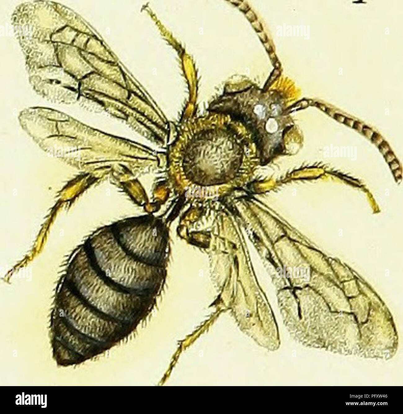 This work on British insects offers detailed explanations of their life ...