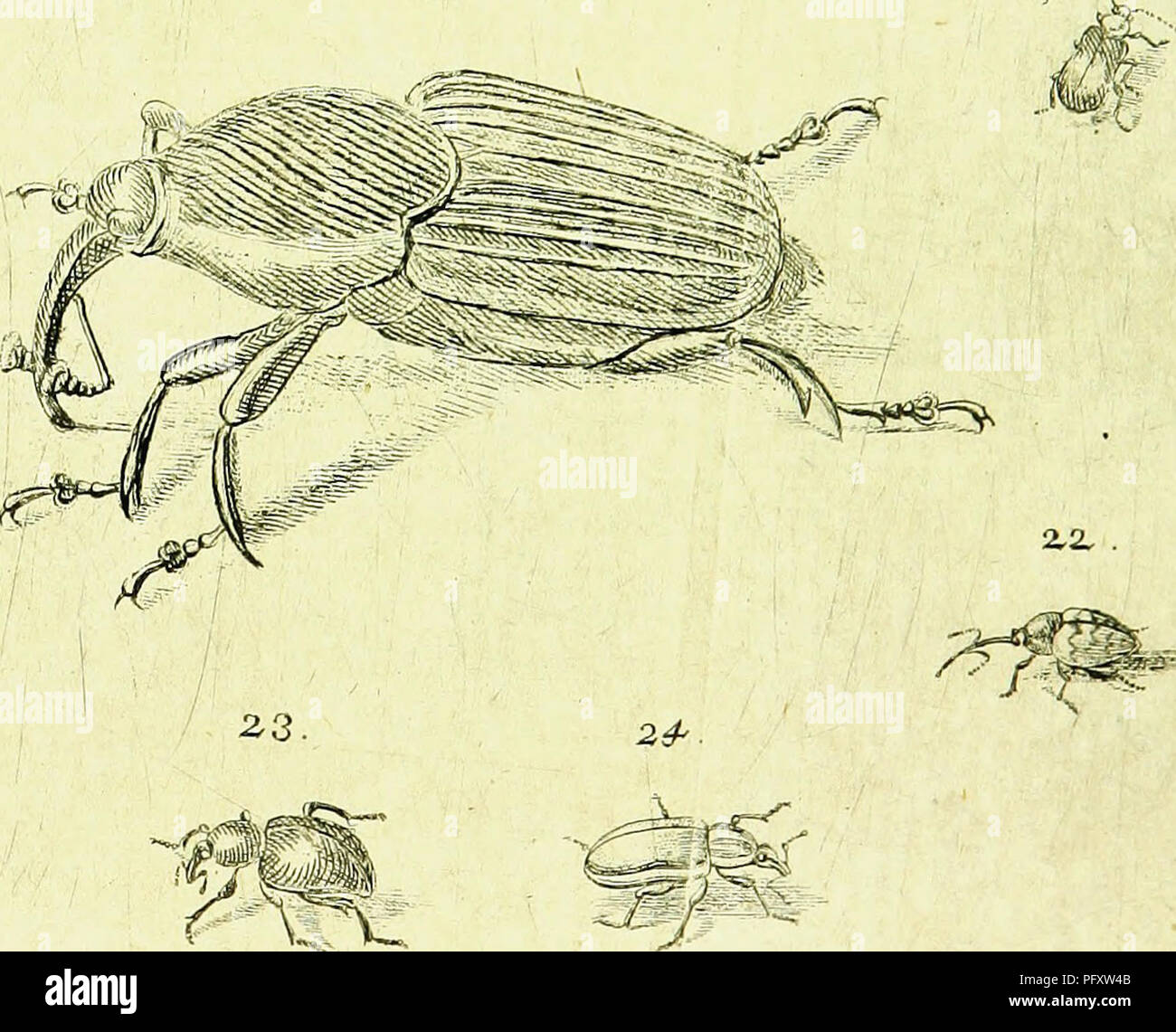 This guide by Johann Heinrich Sulzer, based on Carl Linnaeus' teachings ...