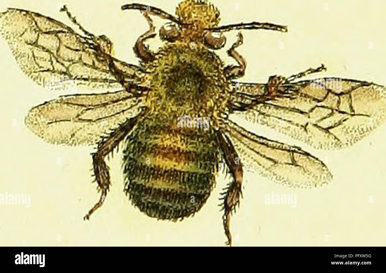 This work explains the life cycle of British insects, from their ...