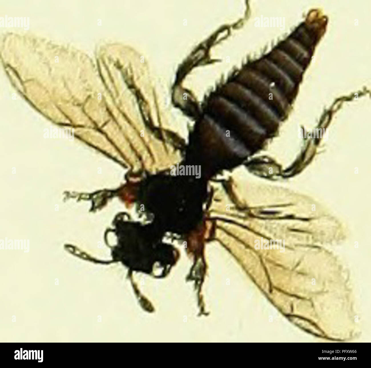 E. Donovan's 'The Natural History of British Insects' provides a ...