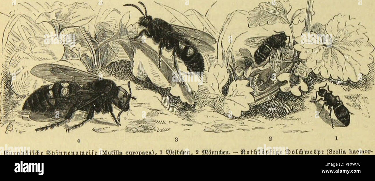 This work on arthropods covers a variety of insect species, millipedes ...