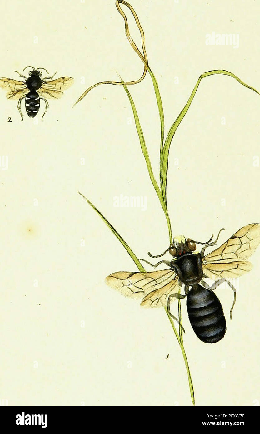 This work explores the natural history of British insects, detailing ...