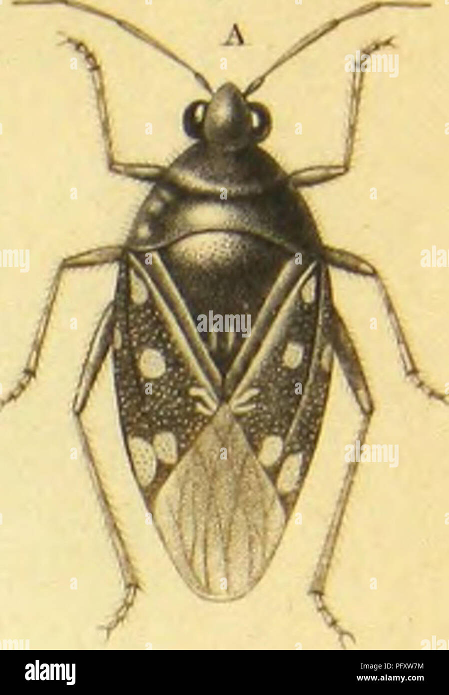 This work focuses on the classification and description of *Cimicum ...
