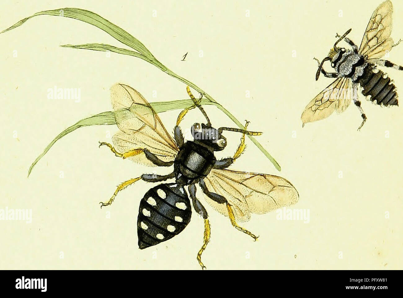 This work offers a comprehensive study of British insects, detailing ...