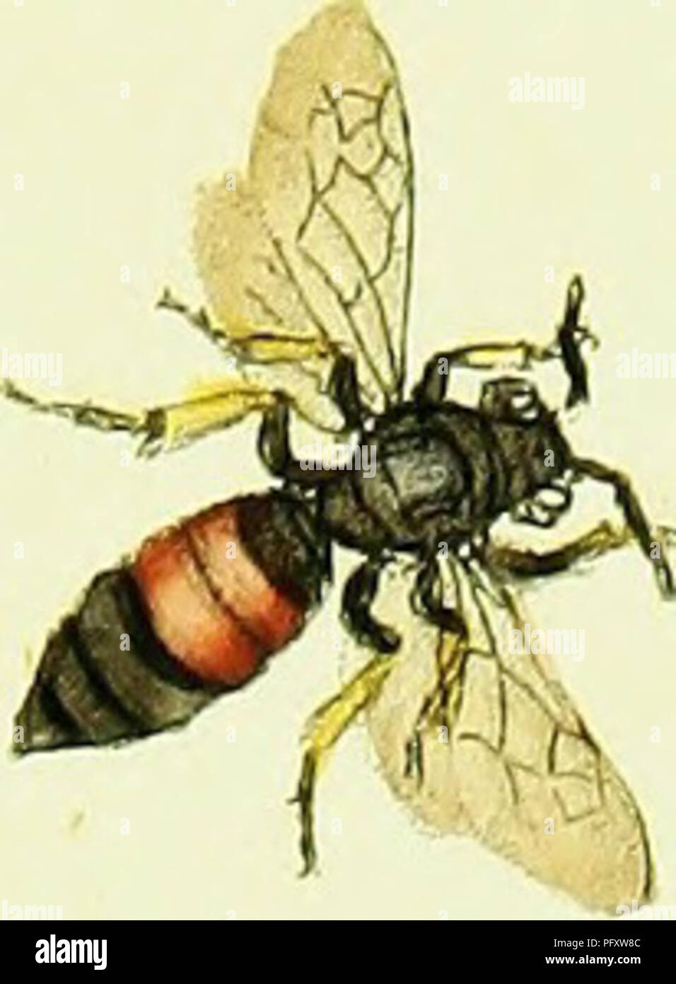 This illustration from 'The Natural History of British Insects' shows ...