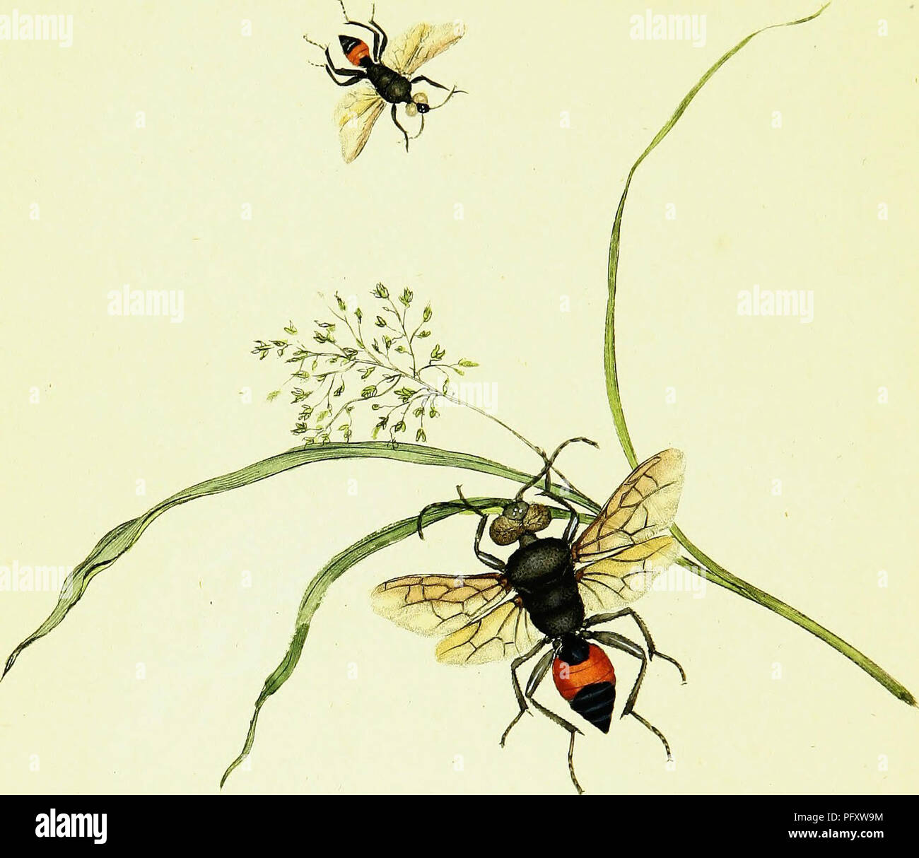 This work explores the natural history of British insects, detailing ...