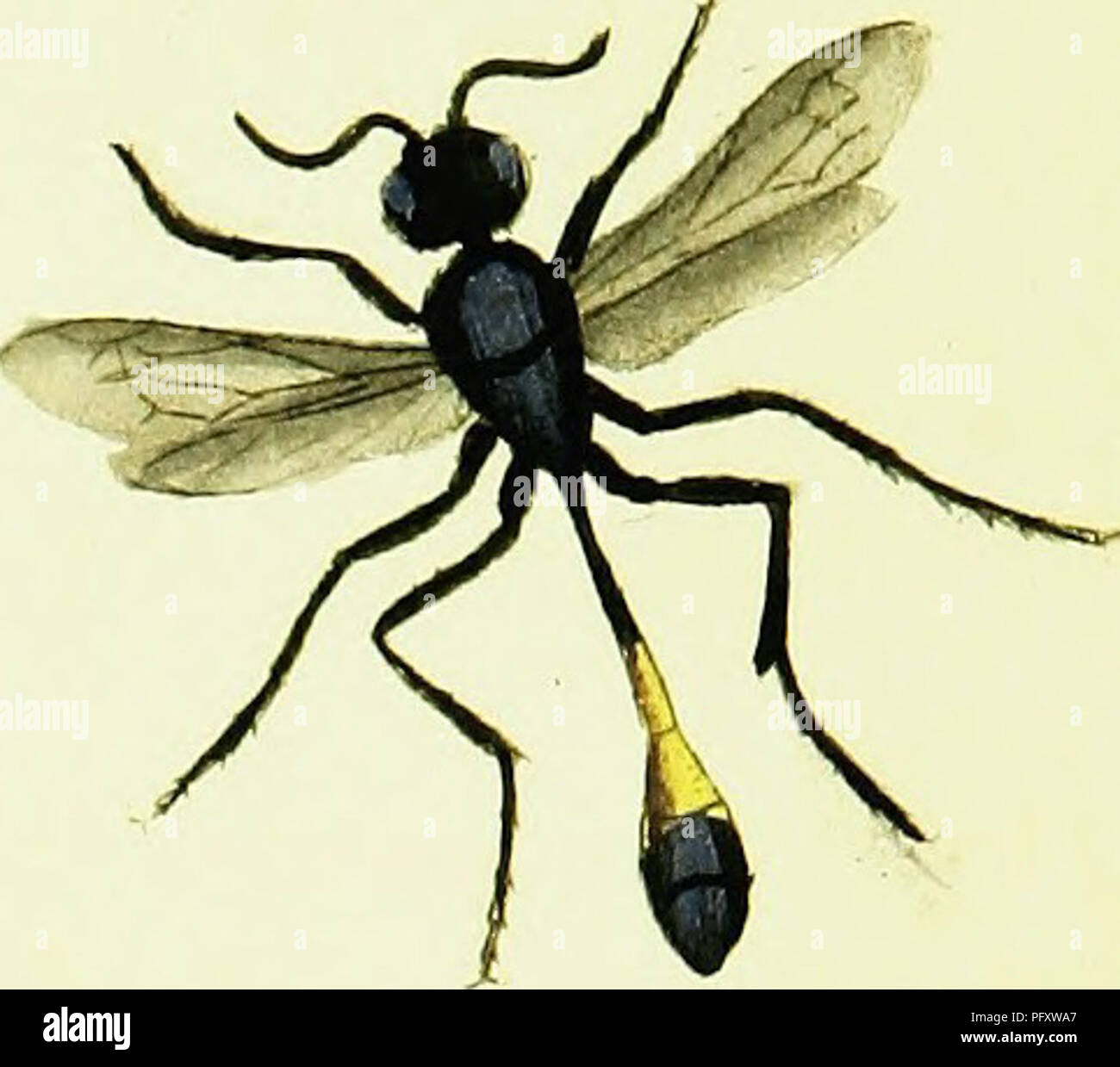 This work provides a comprehensive natural history of British insects ...