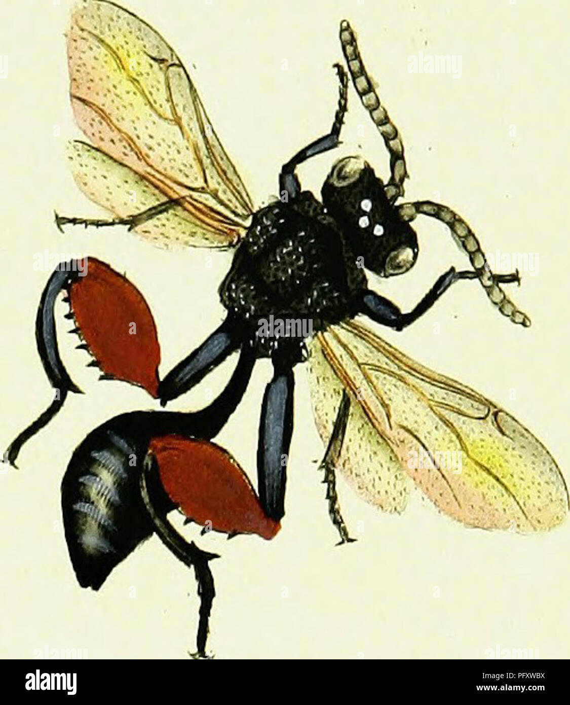 This work provides an in-depth exploration of British insects ...