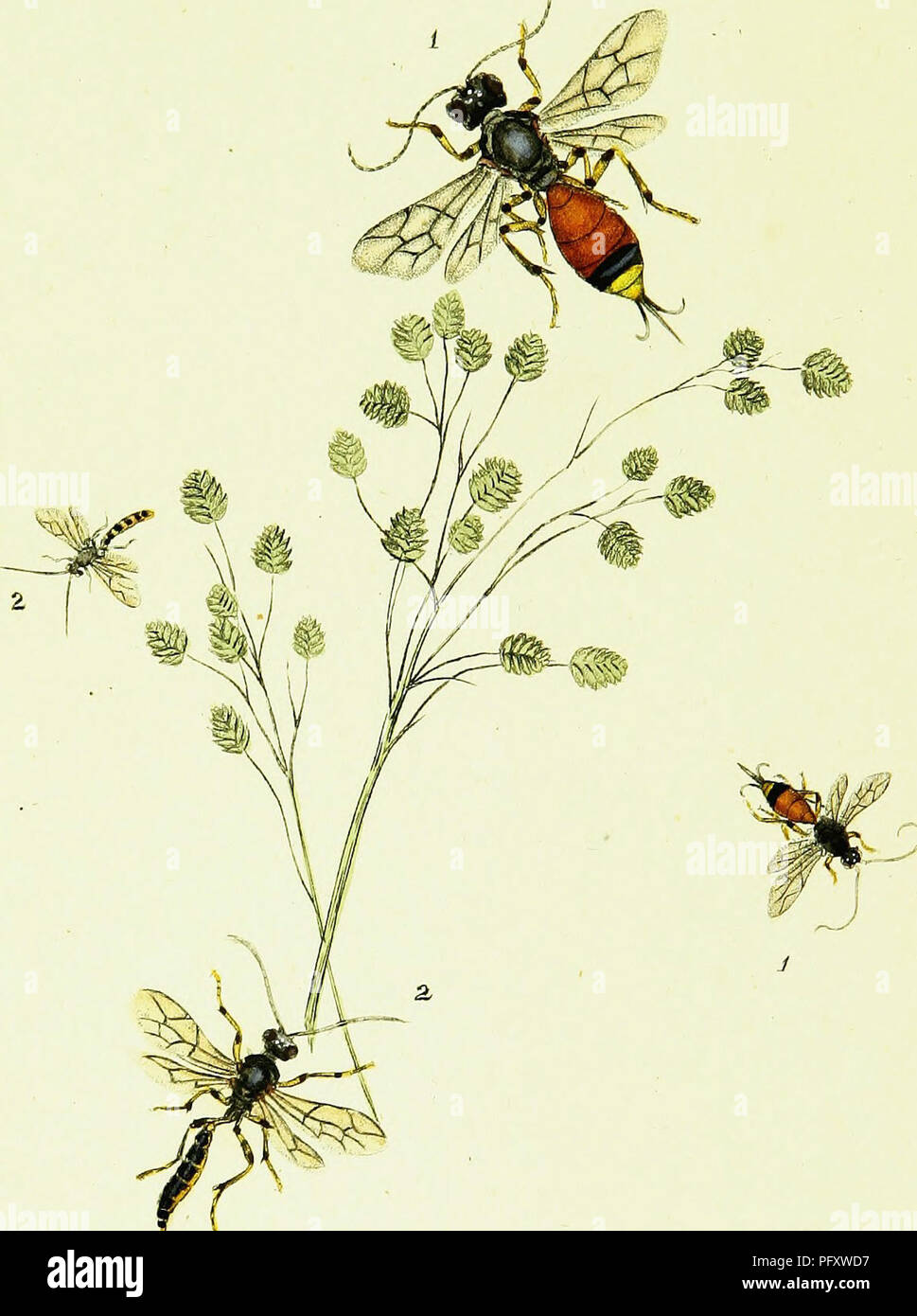 This comprehensive work explores the life cycle, behavior, and food ...