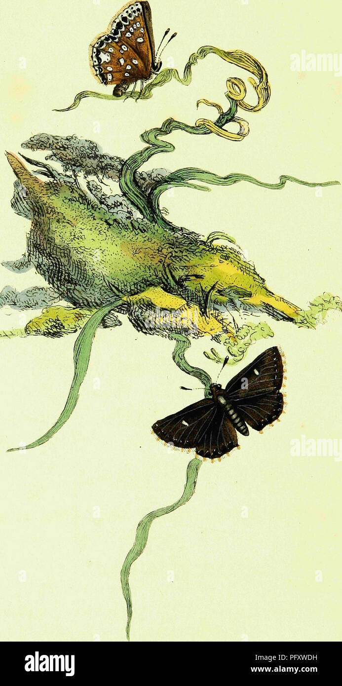 This work focuses on the natural history of British insects, detailing ...