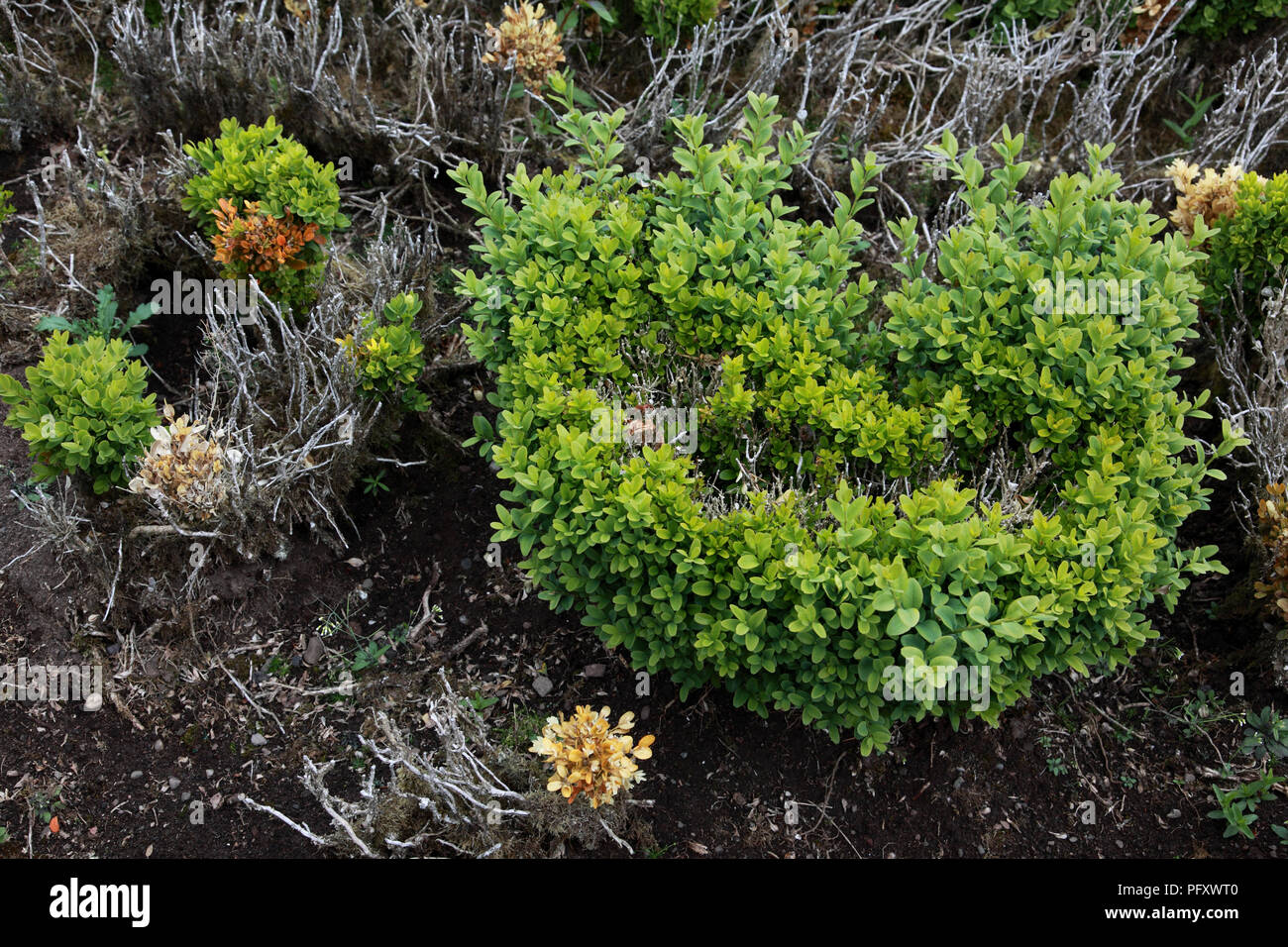 Box blight hi-res stock photography and images - Alamy