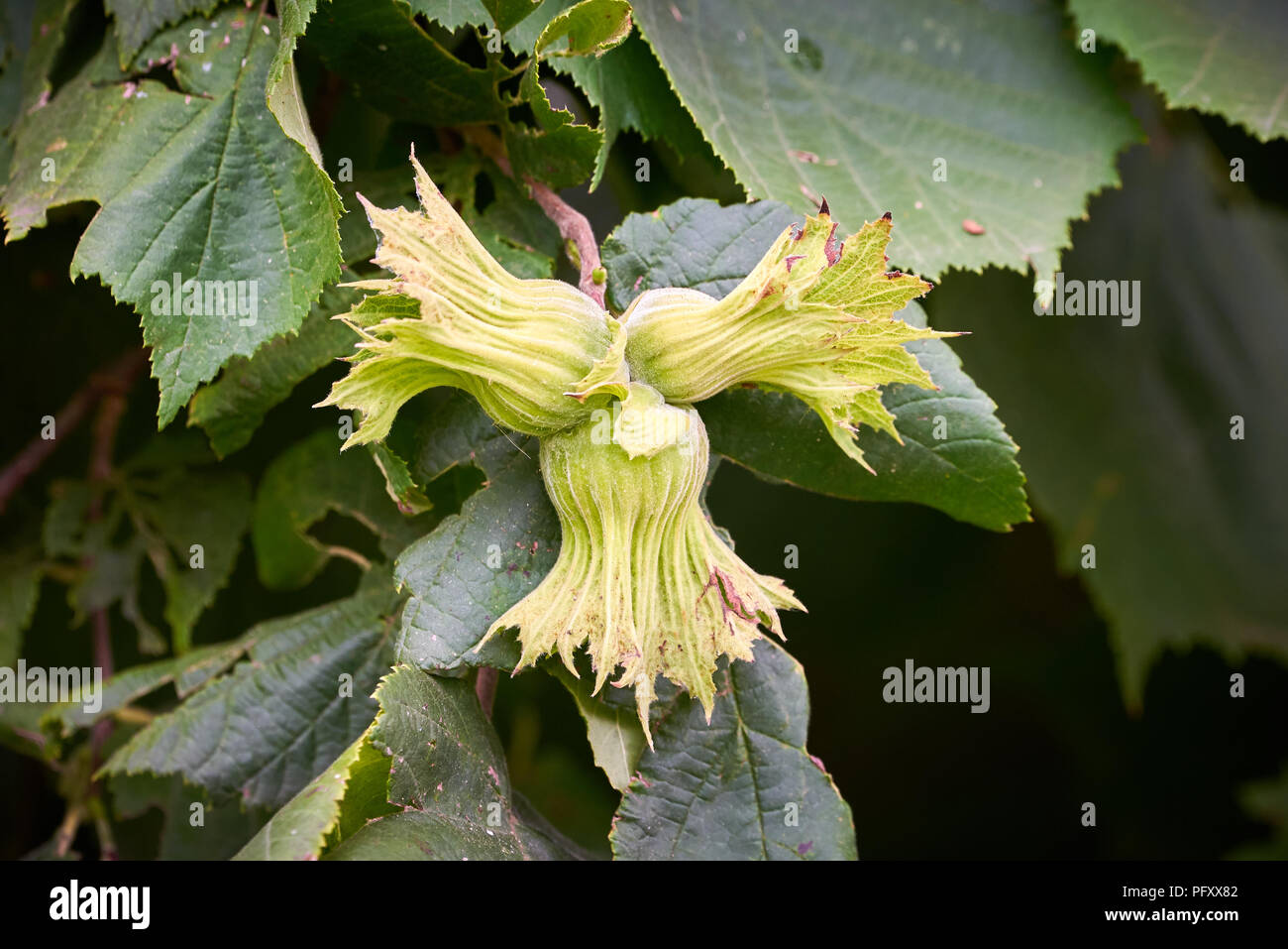 Common hazel (Corylus avellana Stock Photo - Alamy