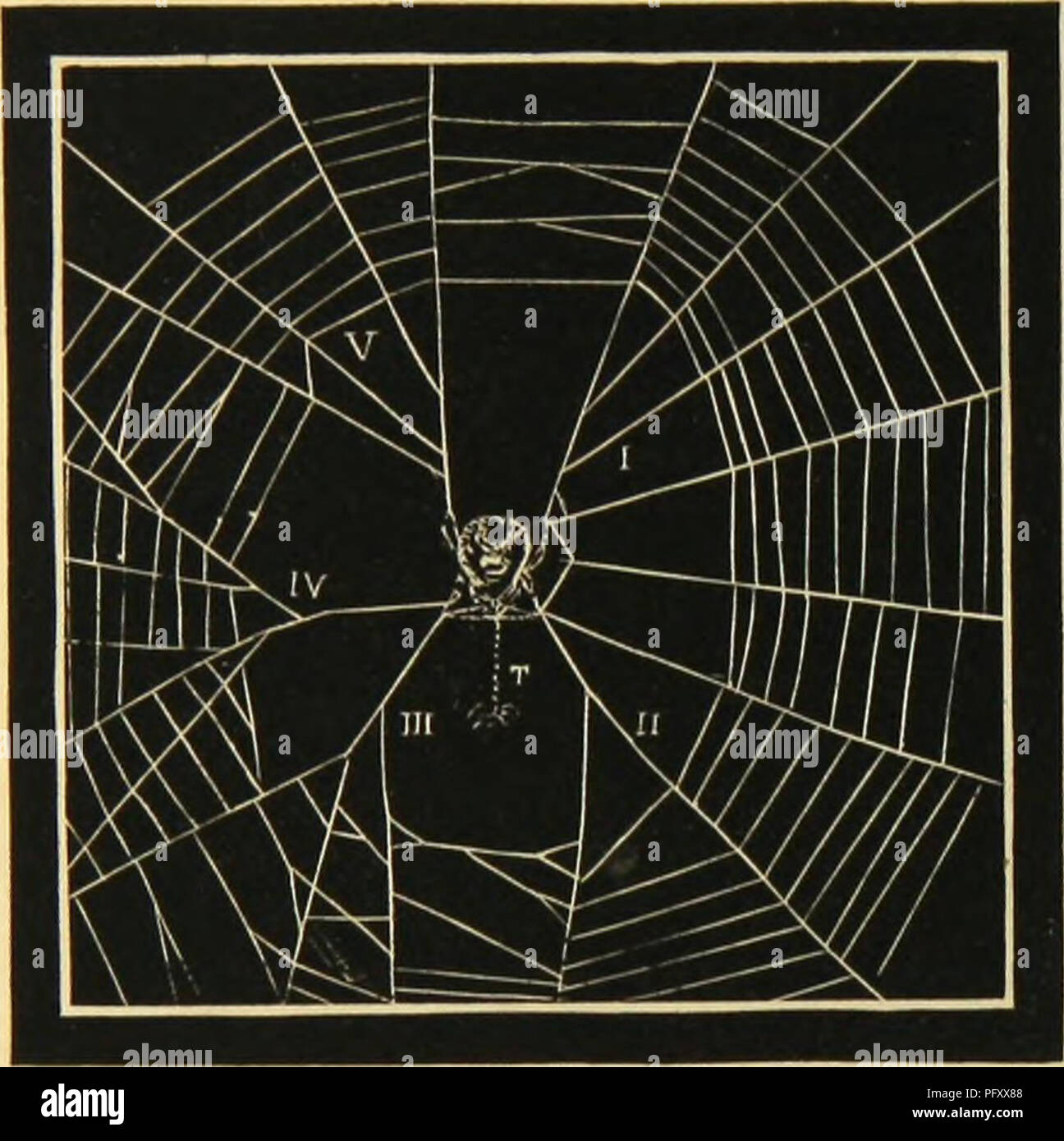 This work provides a natural history of orb-weaving spiders in the ...