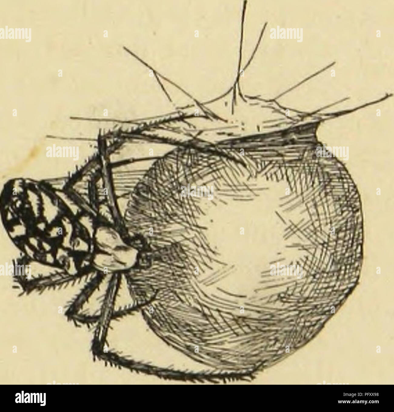 . American spiders and their spinning work. A natural history of the ...
