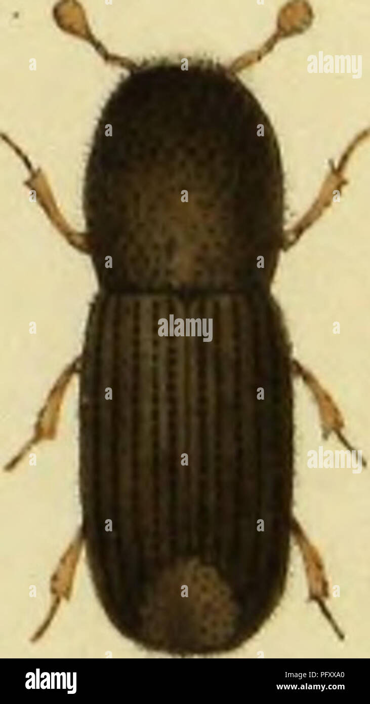 This image is from the 'Insekten der Schweiz' collection, depicting ...