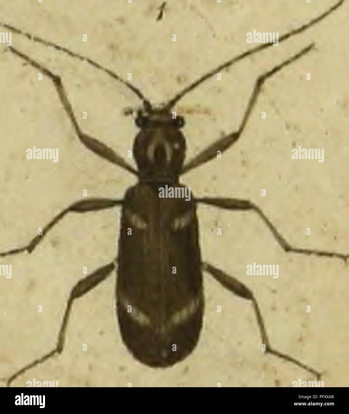 This work features detailed illustrations of prominent insect genera in ...