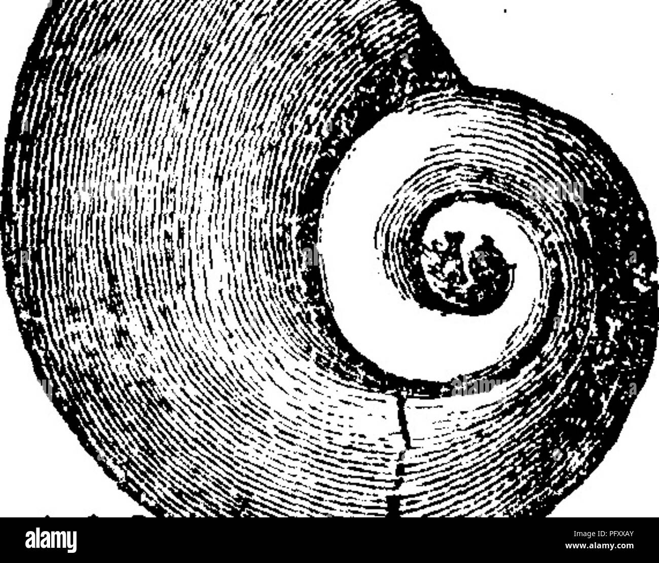 Paleontological nomenclature hi-res stock photography and images - Alamy