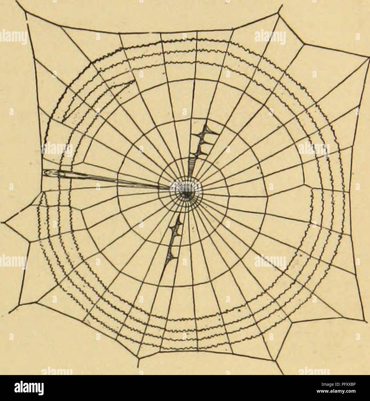 This work focuses on orb-weaving spiders in the U.S., detailing their ...