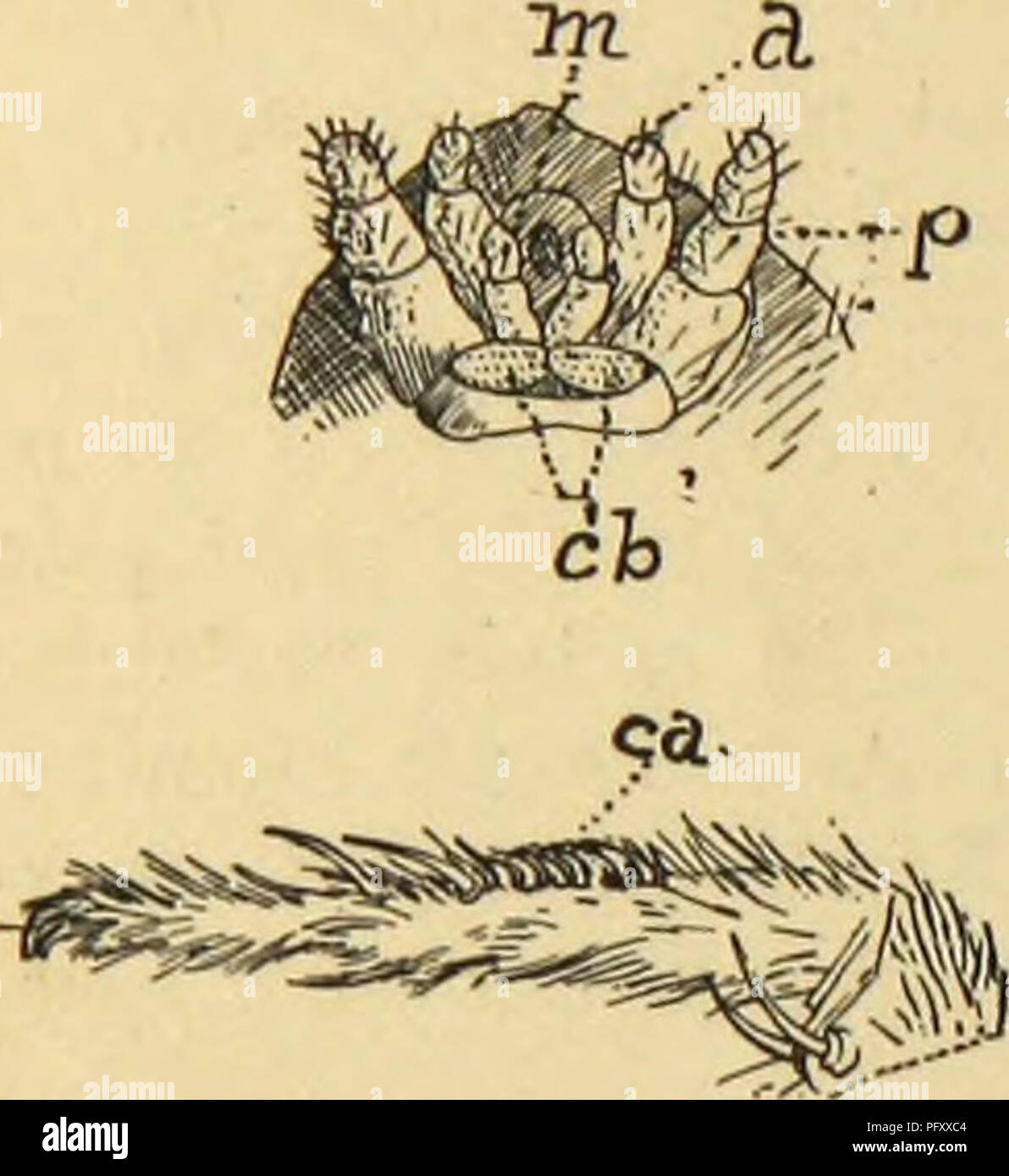 Cribellum hi-res stock photography and images - Alamy