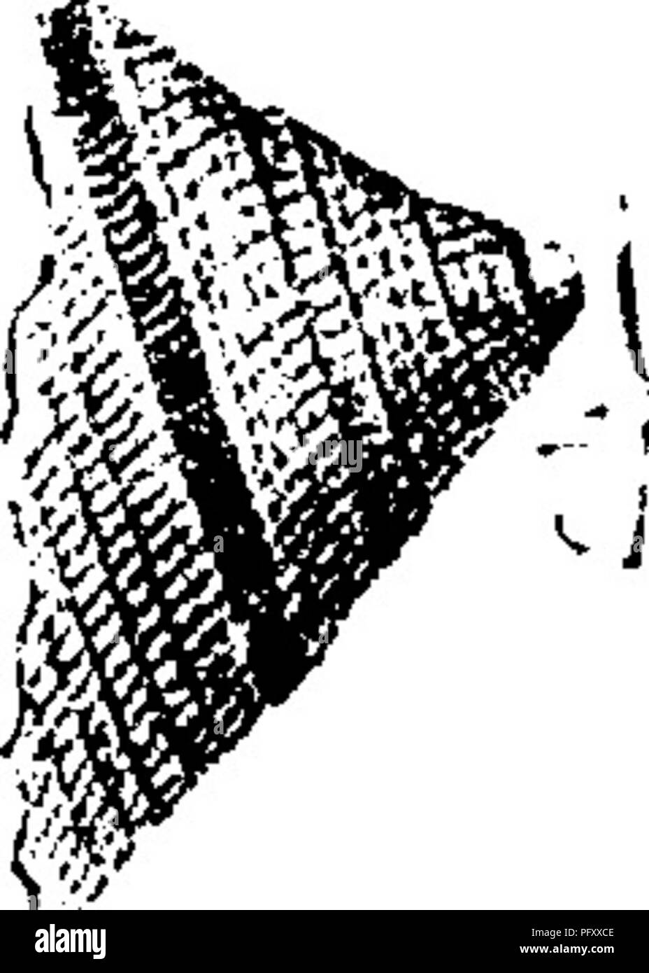 A dictionary detailing fossils found in Pennsylvania and neighboring ...