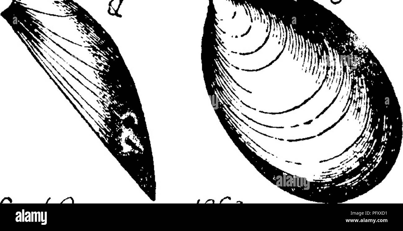 Cornutaeforme hi-res stock photography and images - Alamy