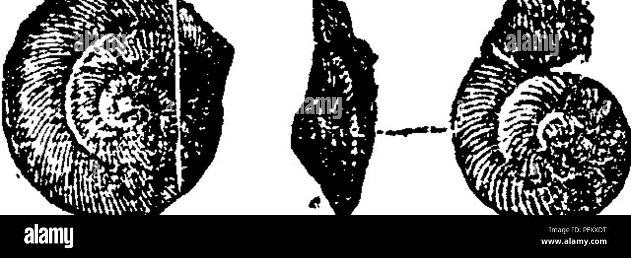 This section of the fossil dictionary includes the description of ...