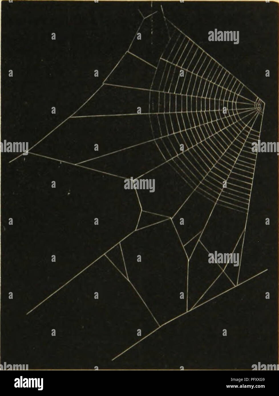 This work provides a natural history of orb-weaving spiders in the U.S ...