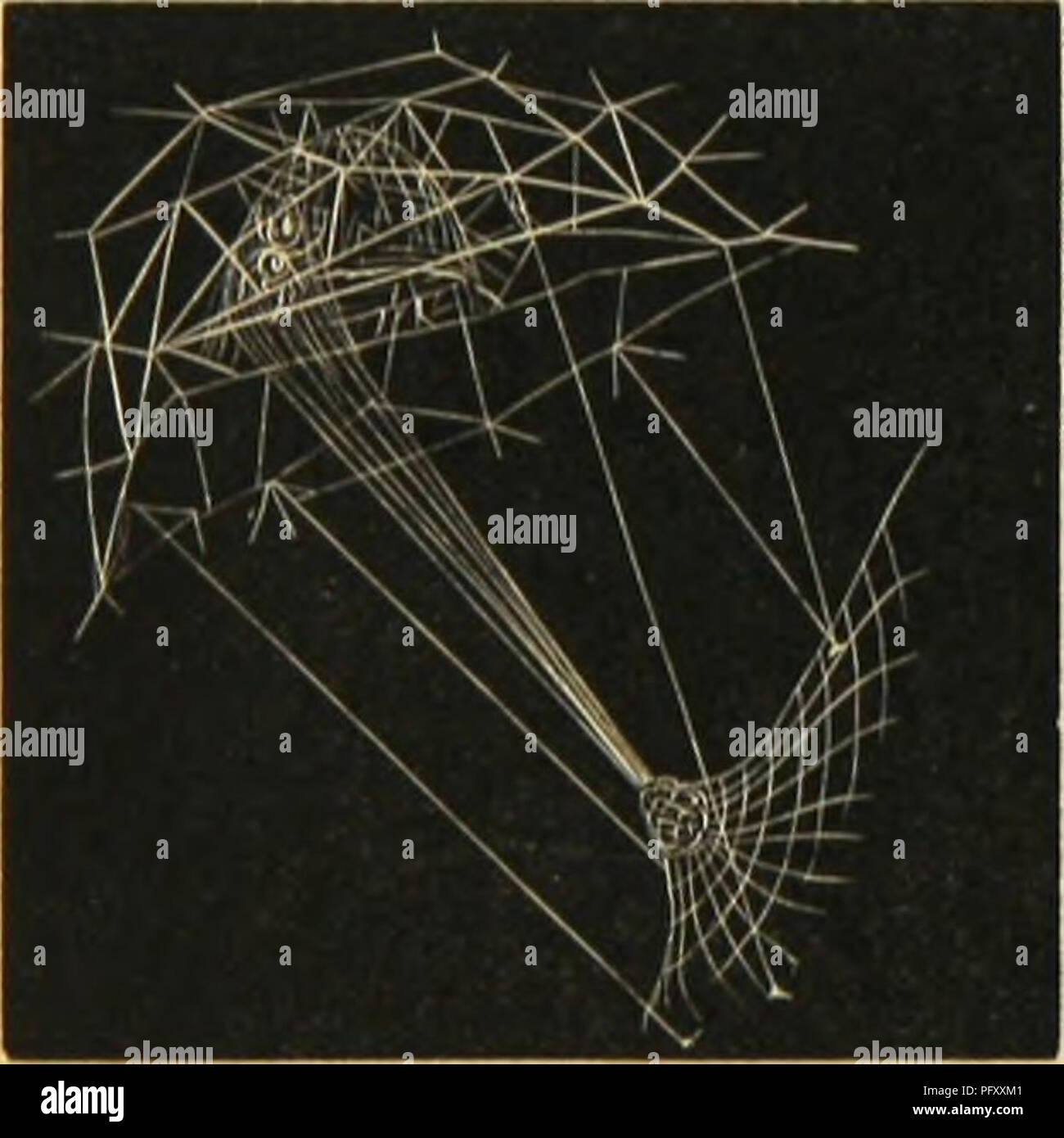 This book presents a detailed natural history of orb-weaving spiders in ...