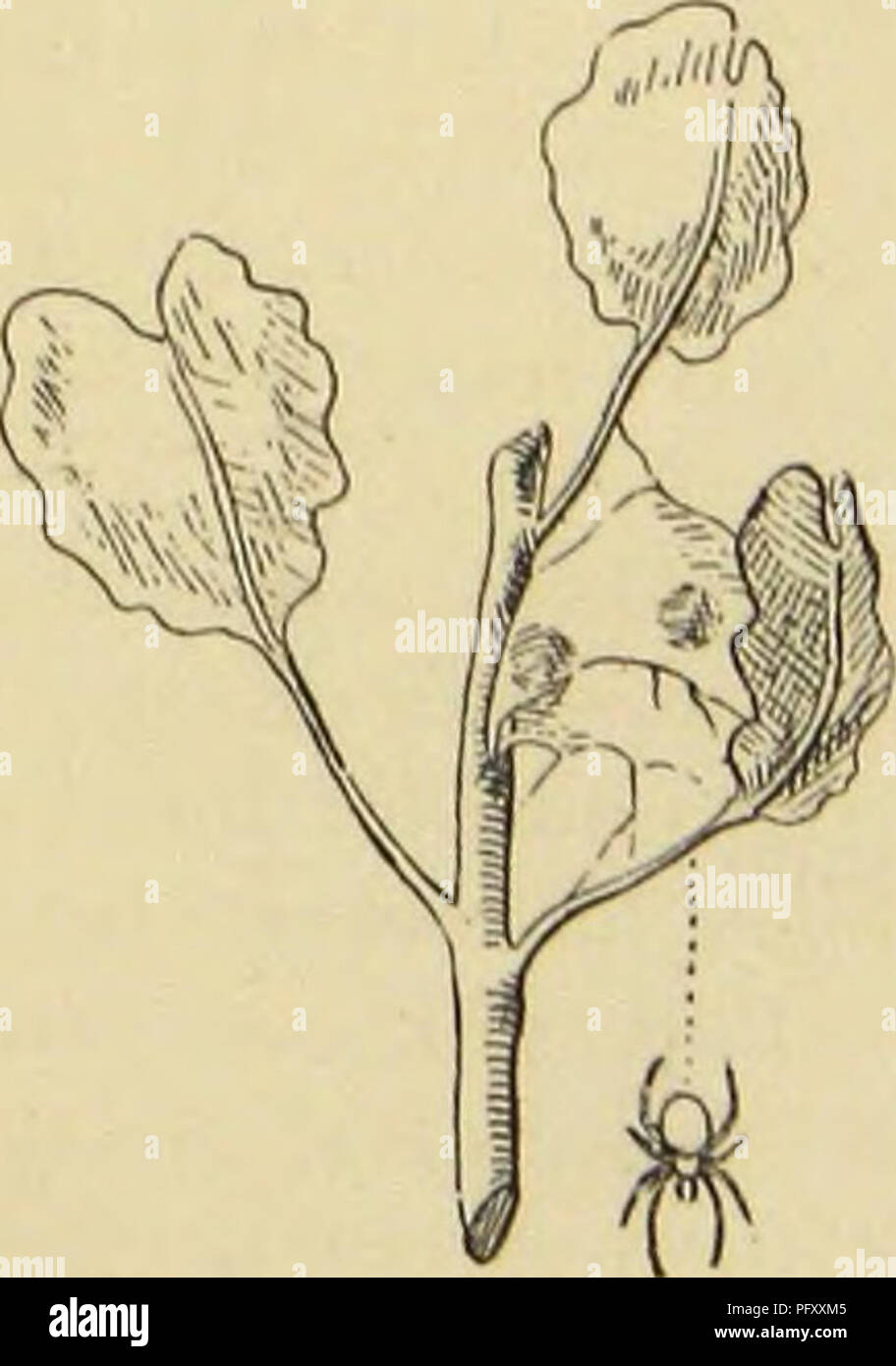 This book provides a detailed natural history of orb-weaving spiders in ...