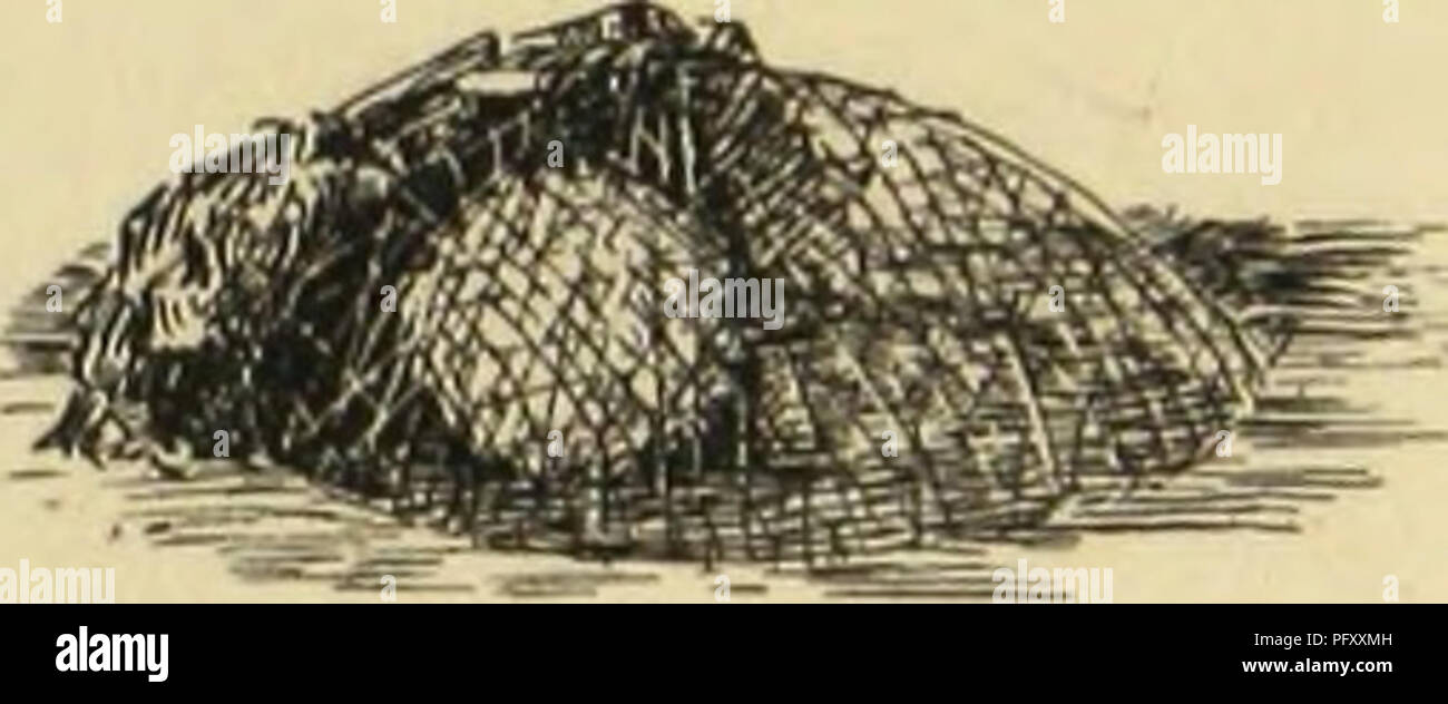 This natural history of orb-weaving spiders in the United States ...