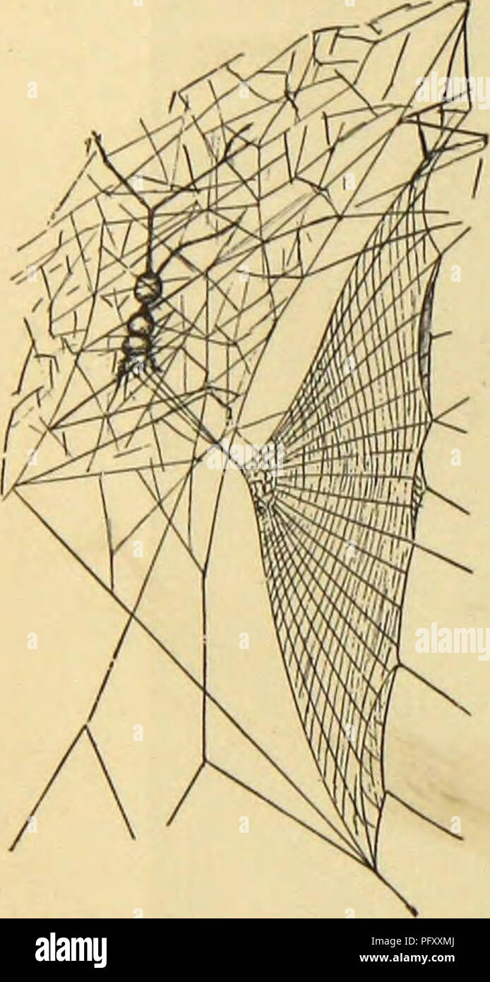 . American spiders and their spinning work. A natural history of the ...