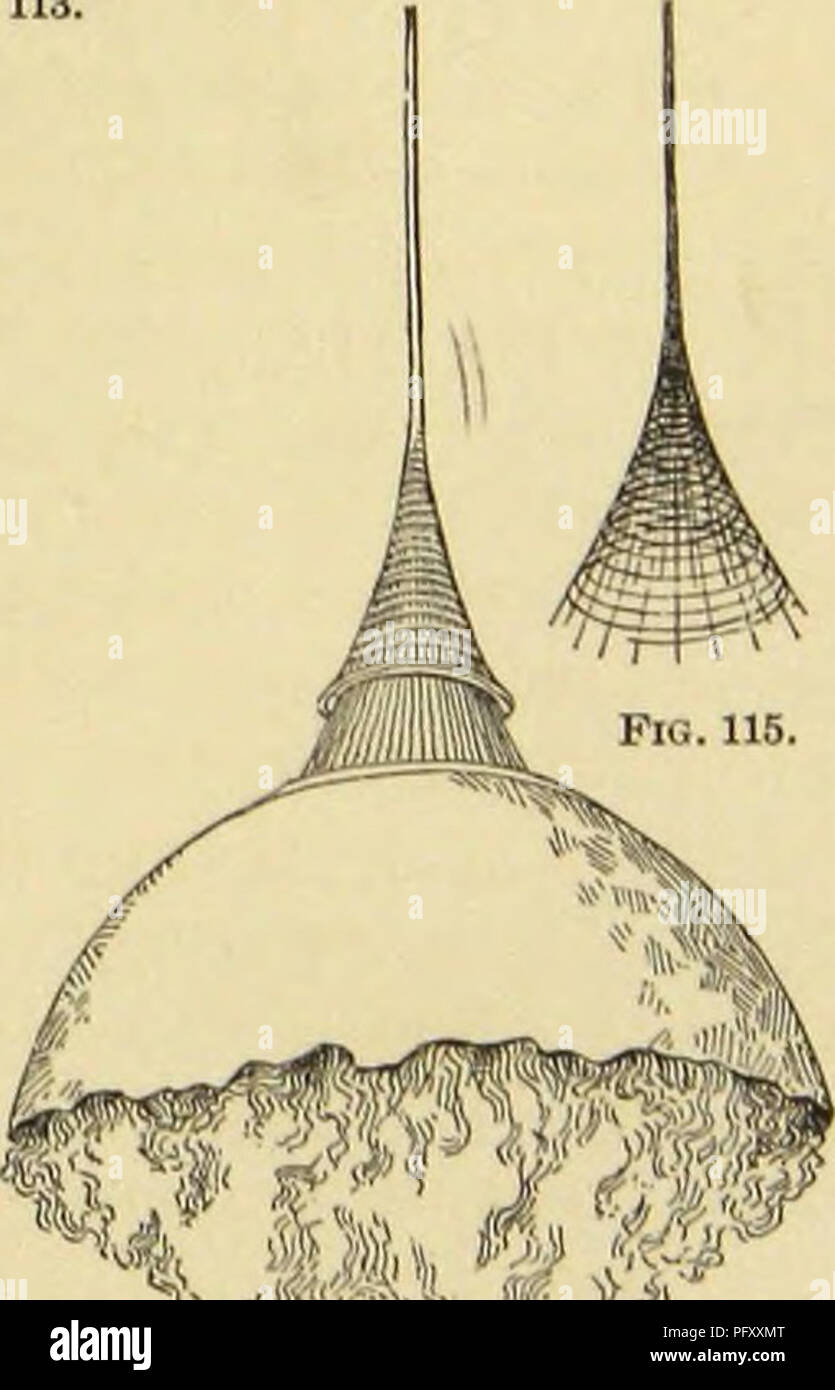 This section covers the creation of cocoons by various U.S. spiders ...