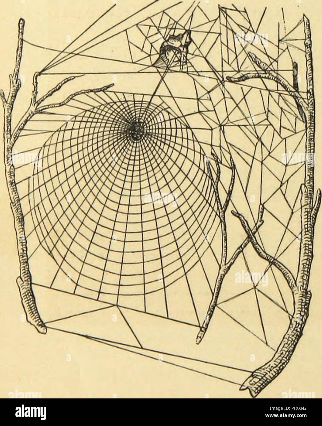 Viii two lines hi-res stock photography and images - Alamy