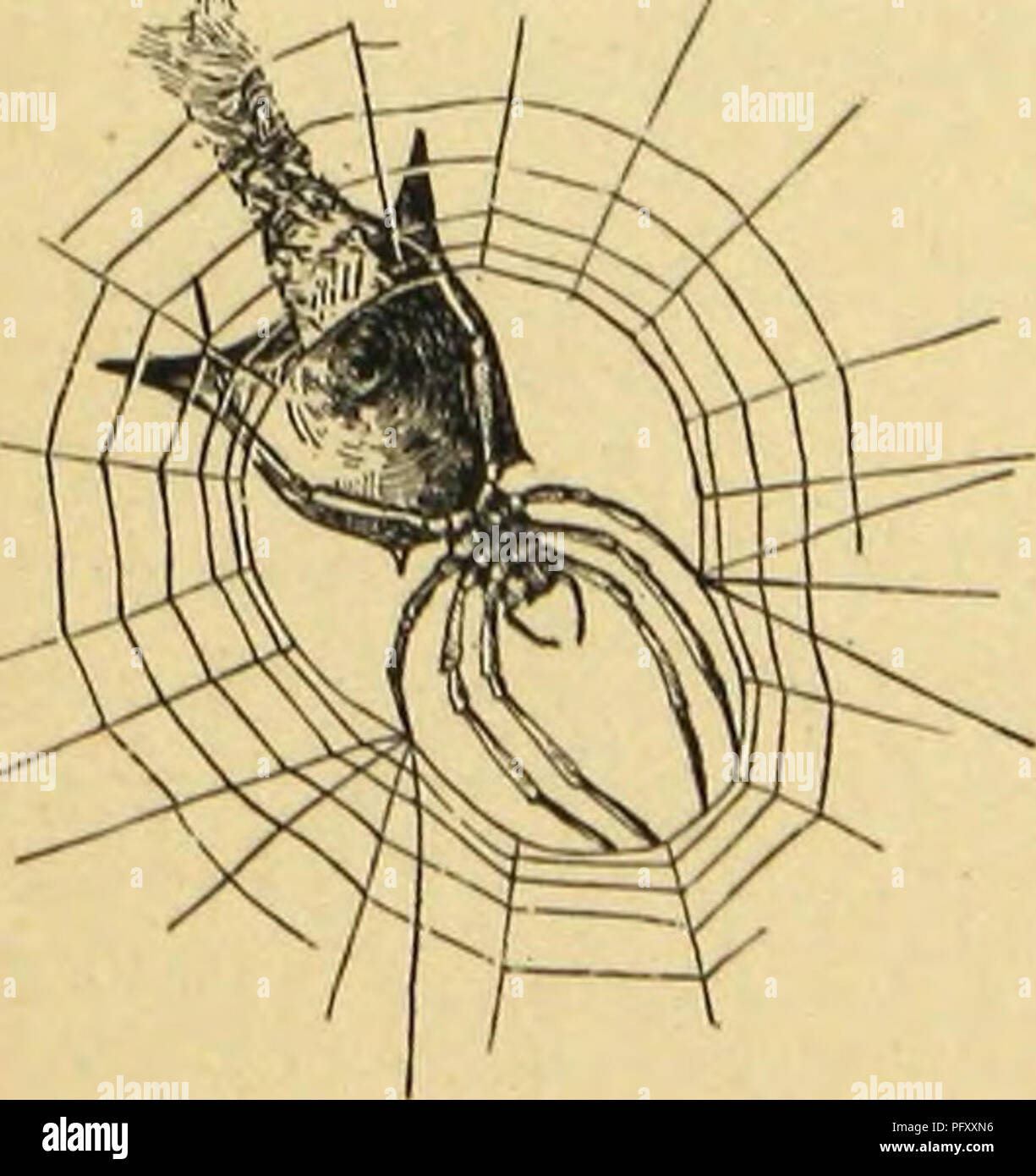 This work explores the orb-weaving spiders of the United States ...
