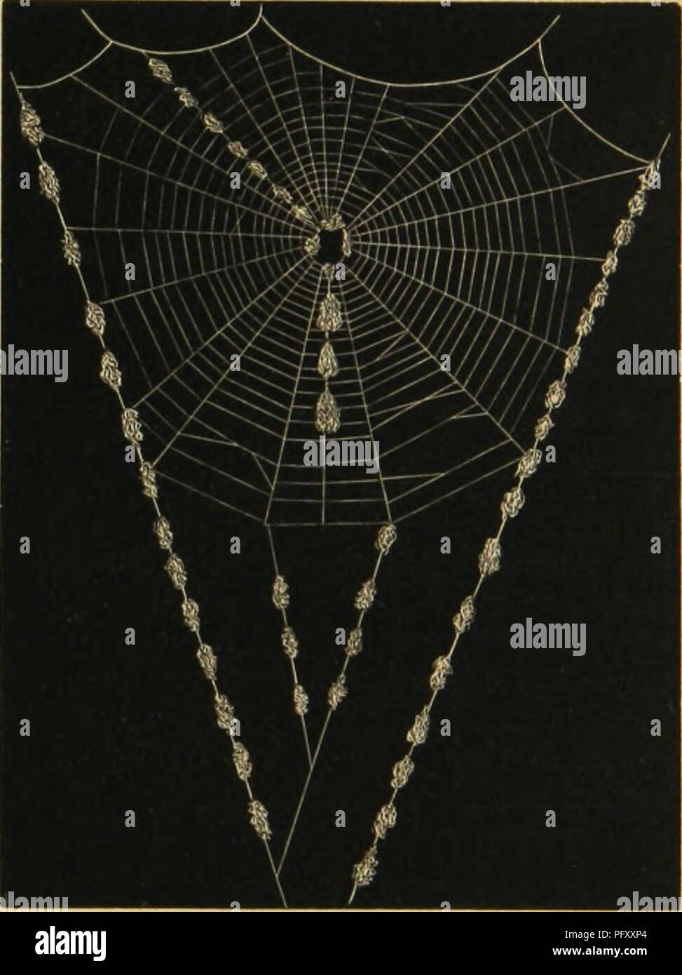 This text describes the orb-weaving spiders in the United States ...