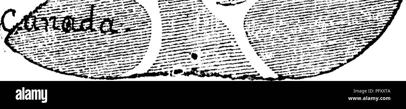 Conocardium hi-res stock photography and images - Alamy