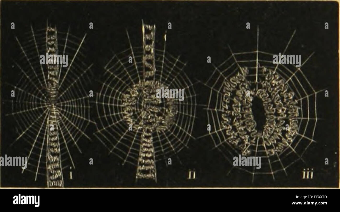 This illustration from *American Spiders and Their Spinning Work ...