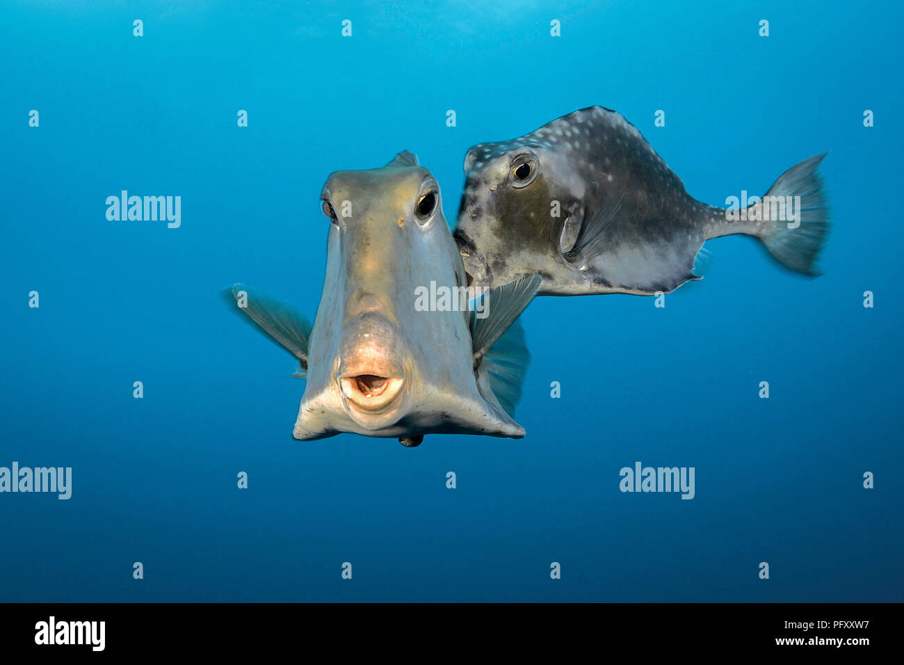 Trunkfishes High Resolution Stock Photography and Images - Alamy