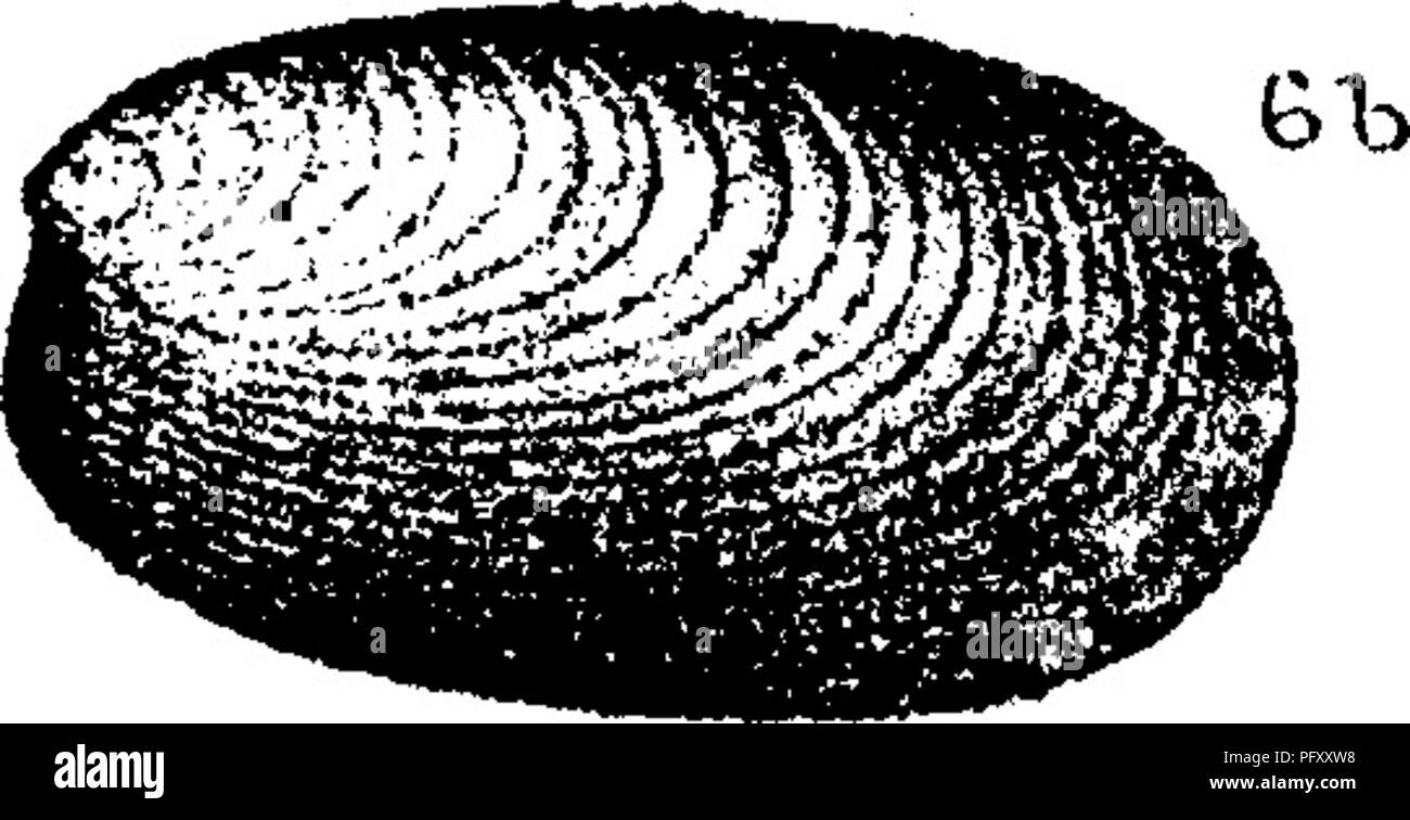 This dictionary compiles fossil records from Pennsylvania and ...