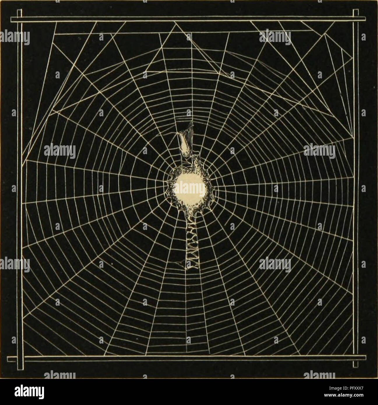 . American spiders and their spinning work. A natural history of the ...